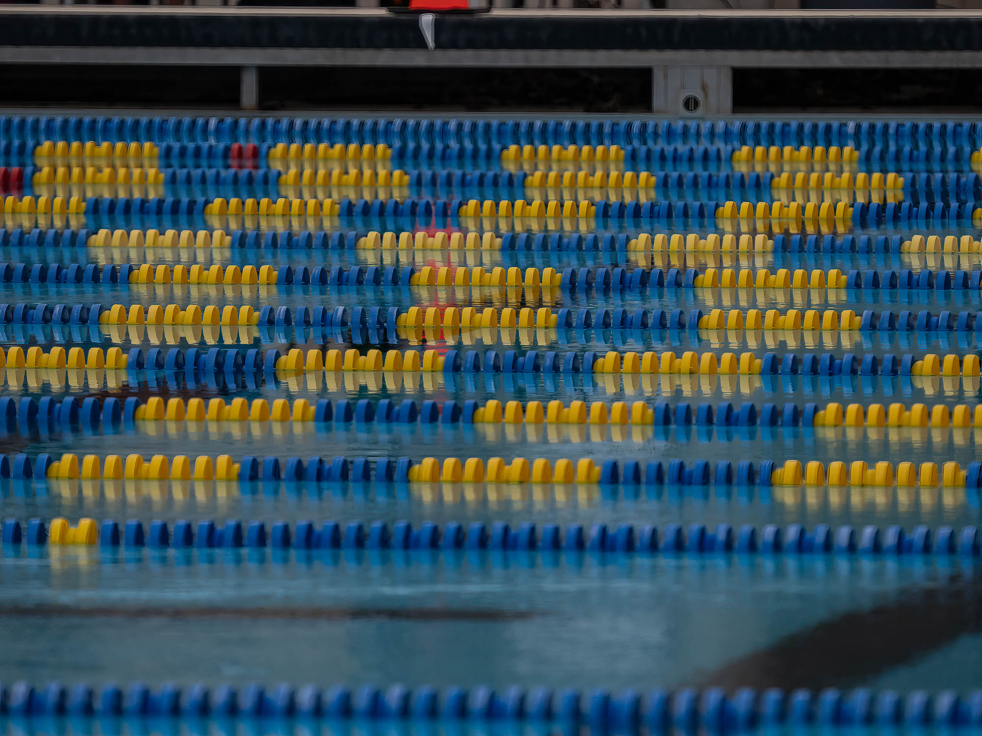 What Are These Bugs in the Swimming Pool? | U.S. Masters Swimming